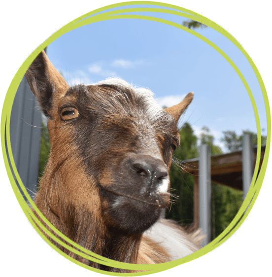 Therapy pygmy goats visit Charlton Farm | Childrens Hospice South West